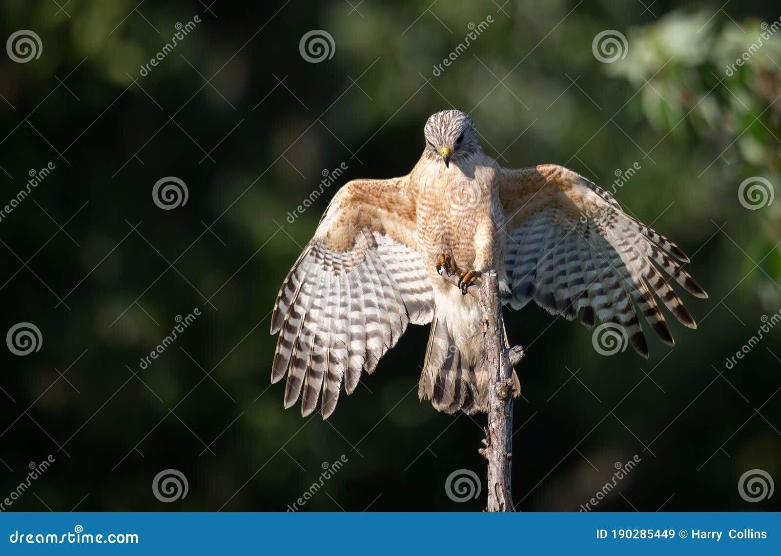 A Red-shouldered Hawk in Florida Stock Image - Image of kayaking, banff ...