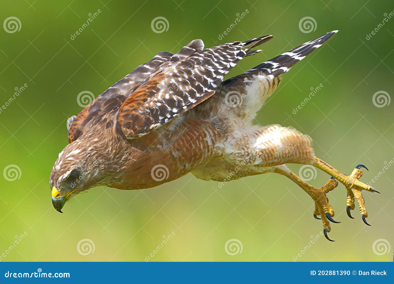 Red Shouldered Hawk Flying in for the Kill Stock Photo - Image of ...