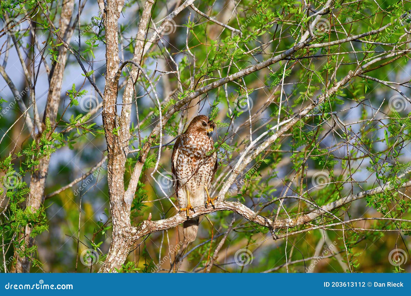 Red Shouldered Hawk Look Down Below from a Tree Branch Stock Photo ...
