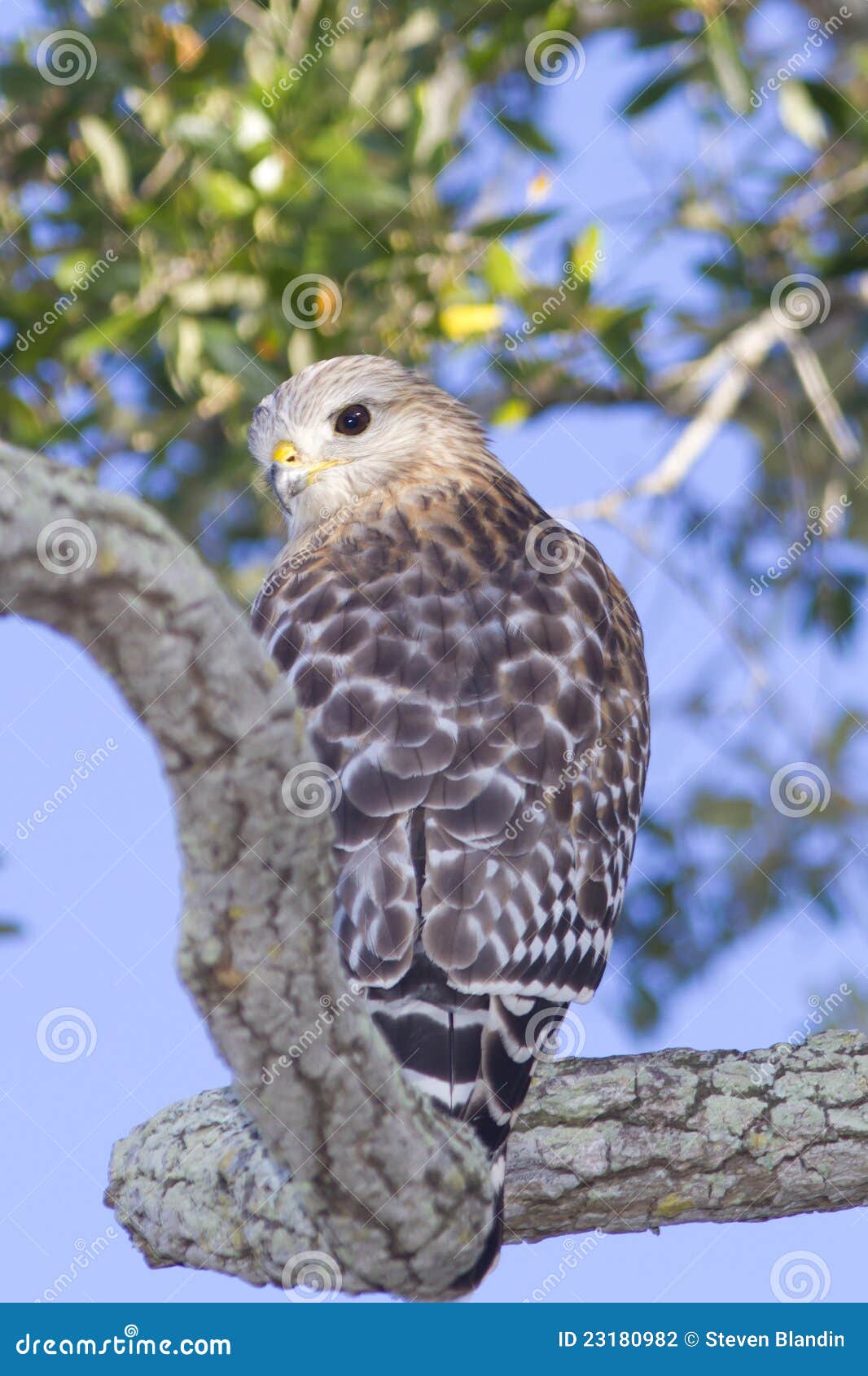 Red Shouldered Hawk Looking Back Stock Photo - Image of florida, animal ...