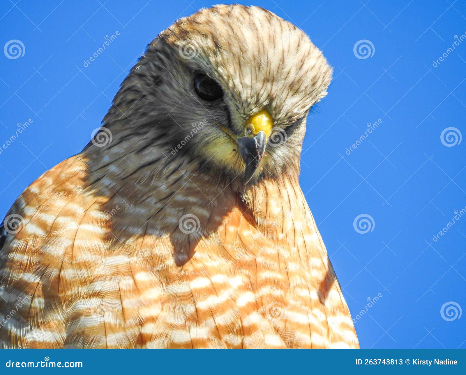 Red-shouldered Hawk Looking Down Stock Image - Image of america, falcon ...