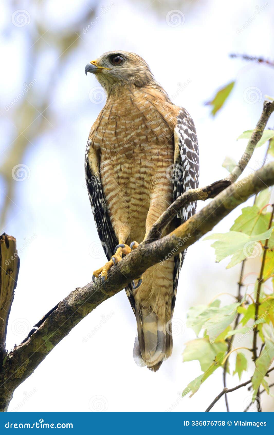 Red Shouldered Hawk Looking for Prey. Stock Photo - Image of predator ...