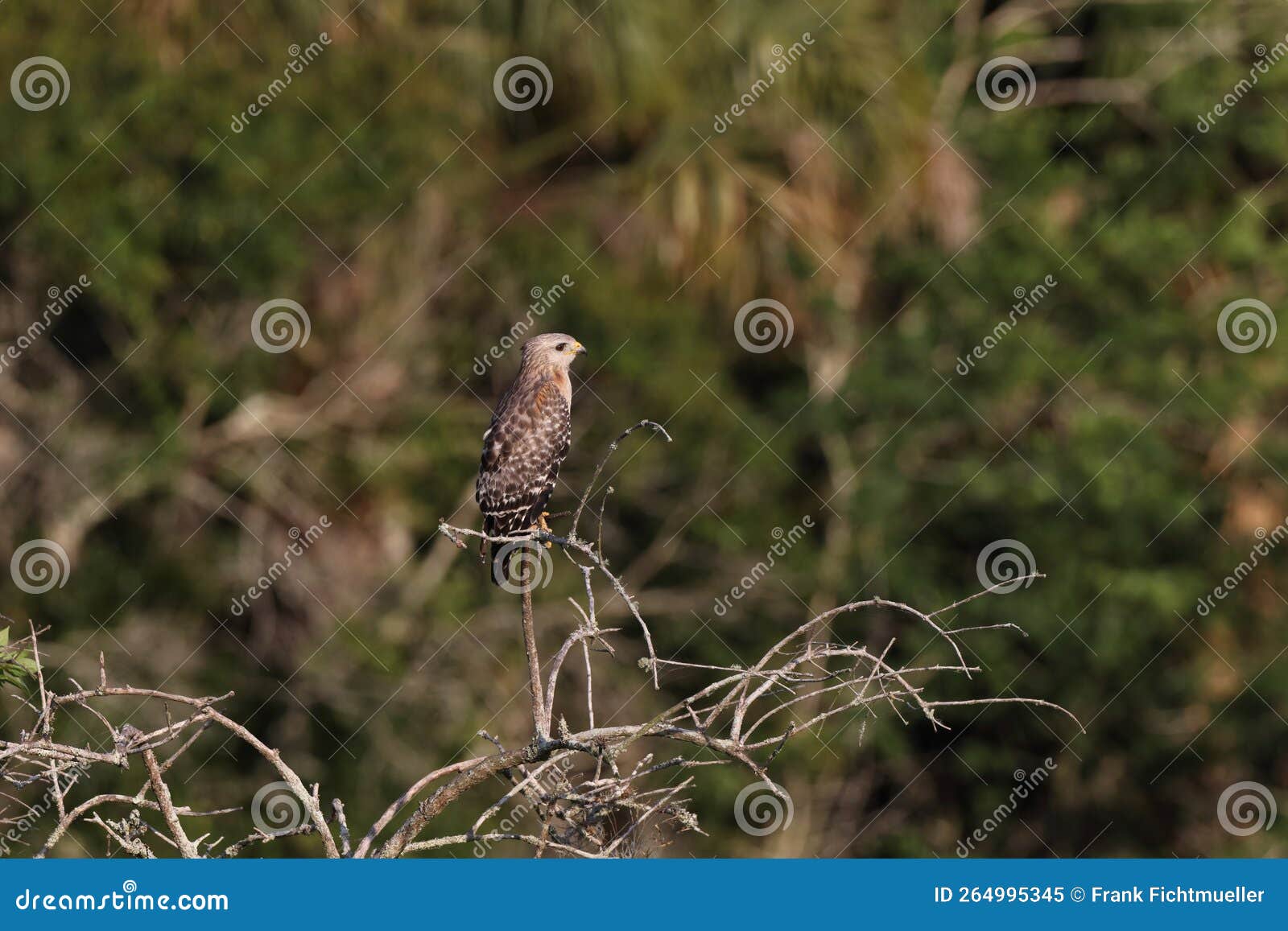 Red-shouldered Hawk Myakka River State Park Florida USA Stock Image ...