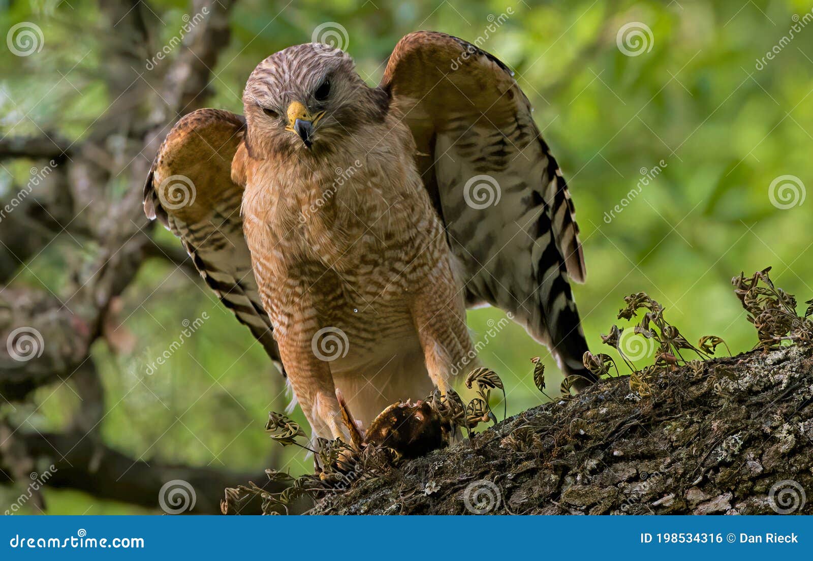 Red Shouldered Hawk on Oak Tree Branch Stock Photo - Image of ...