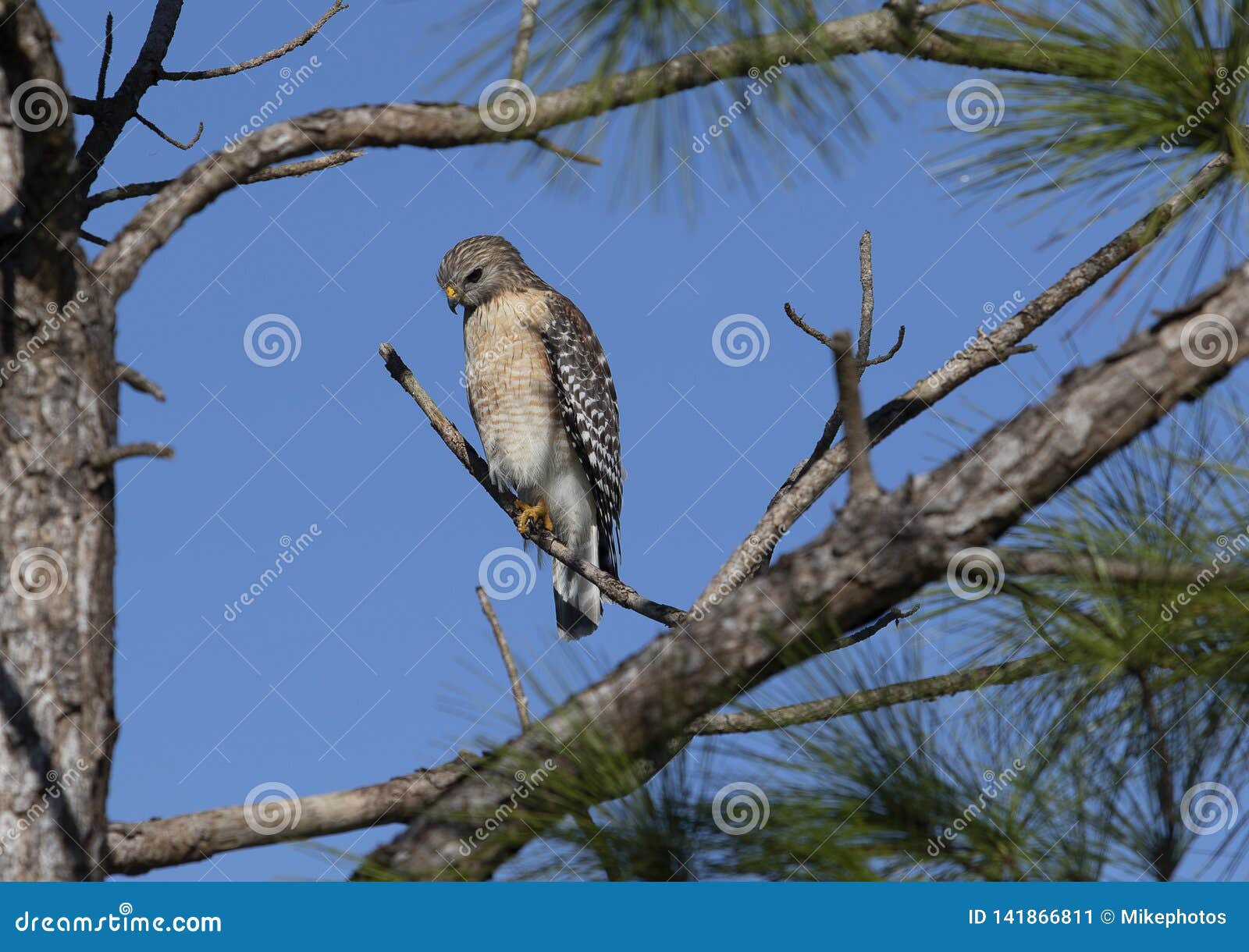 Red Shouldered Hawk on Branch Stock Image - Image of tree, branches ...