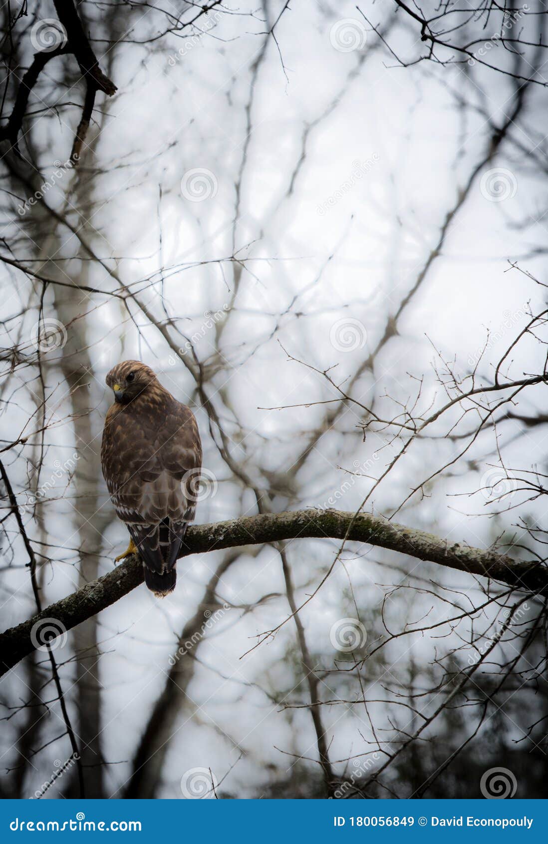 Red Shouldered Hawk Perched on Branch of Tree Stock Image - Image of ...