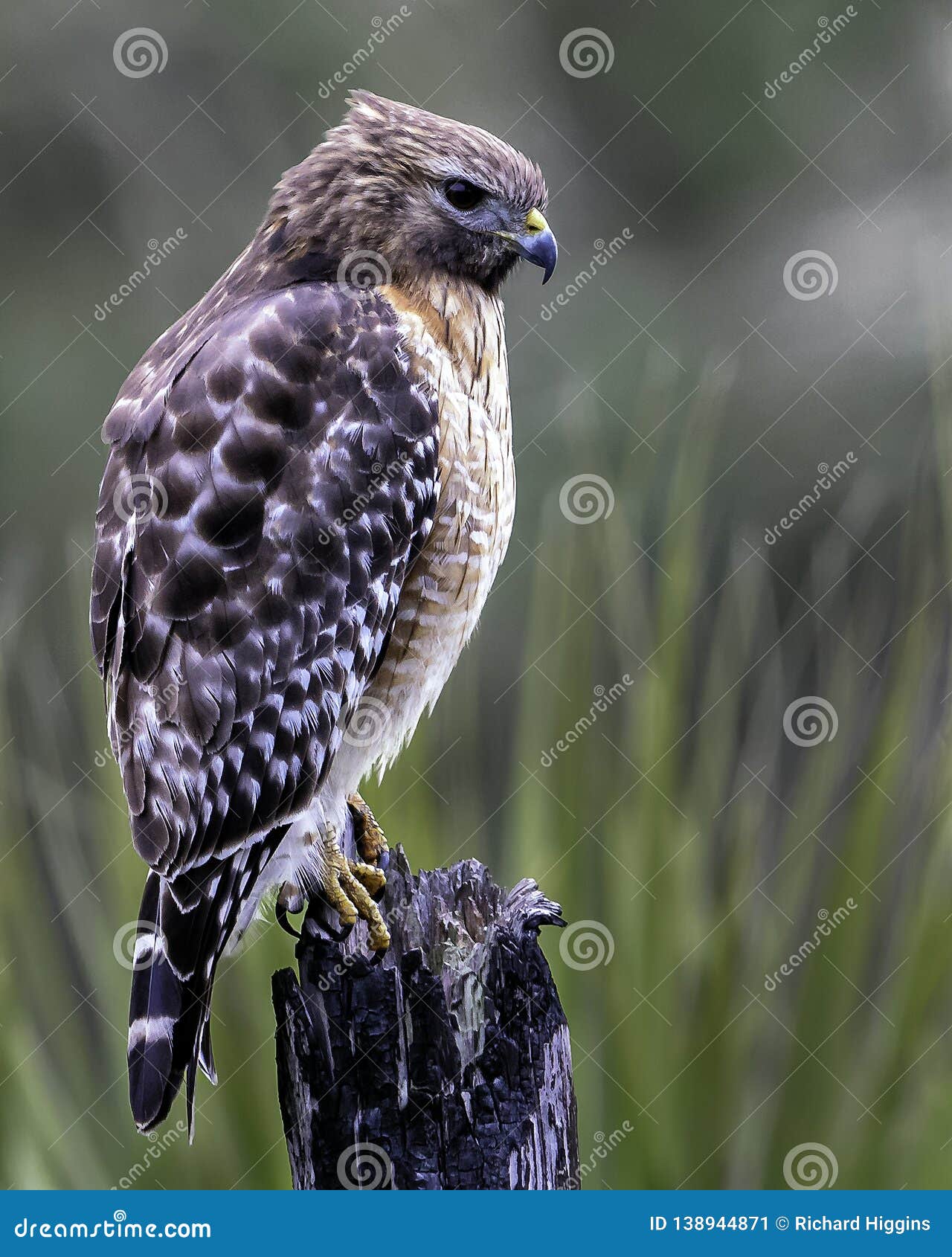 A Red-shouldered Hawk Perched on a Burned Stump Stock Image - Image of ...