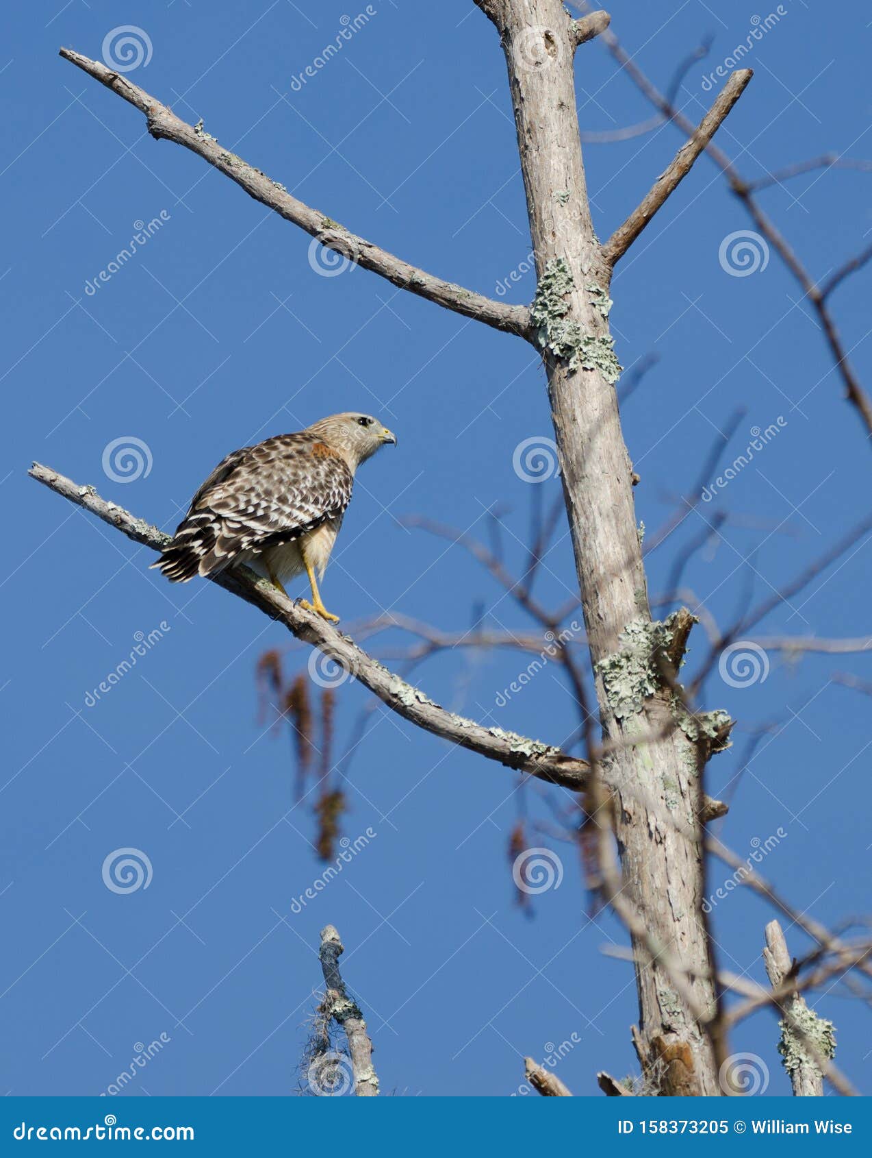 Red Shouldered Hawk Perched in Cypress Tree in the Okefenokee Swamp ...