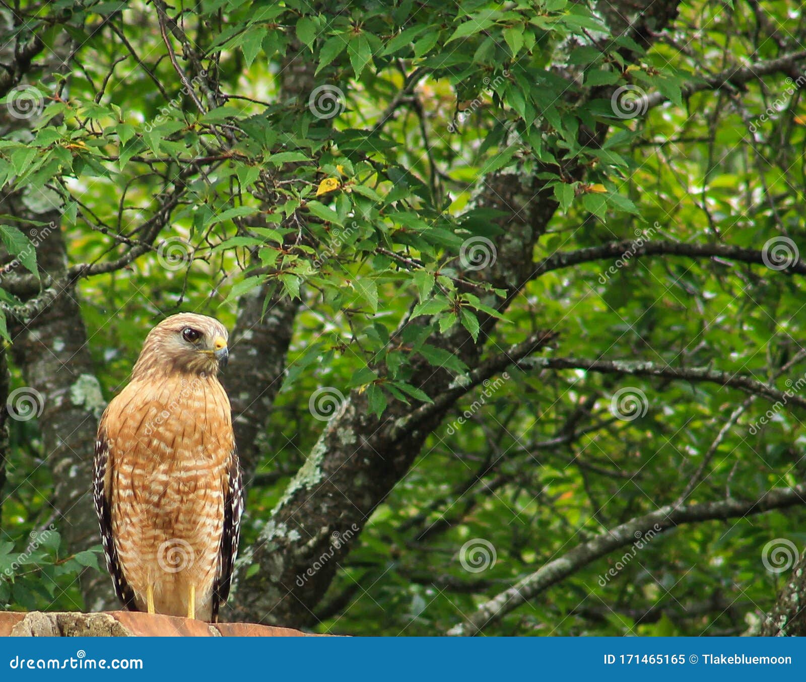 Red Shouldered Hawk Perched Stock Image - Image of feathers, accipiter ...