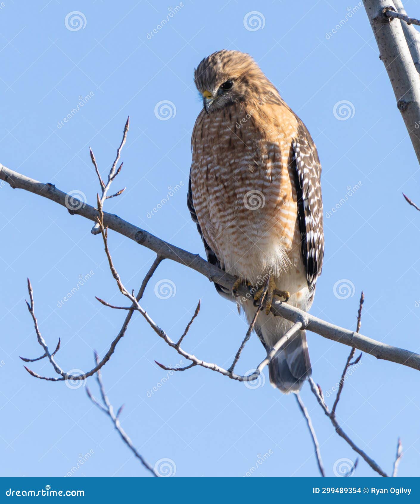 Red Shouldered Hawk Perched Over Field Stock Photo - Image of high ...