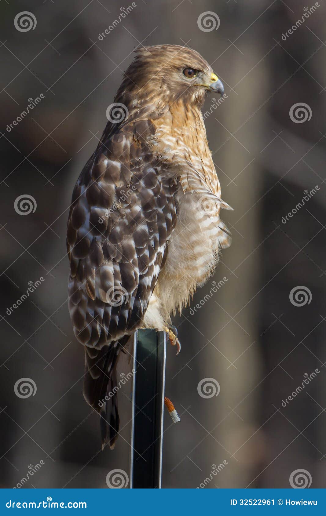 Red-shouldered Hawk stock image. Image of eagle, coopers - 32522961