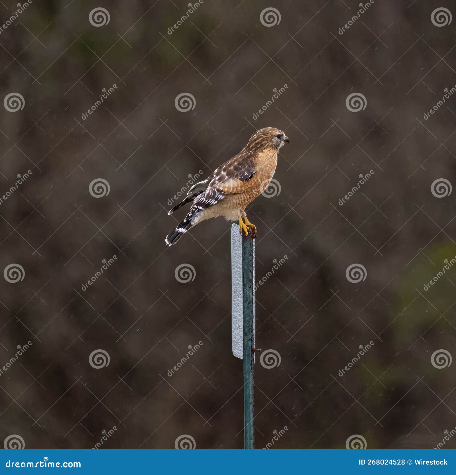 Red-shouldered Hawk Perched on the Sign Pole Stock Photo - Image of ...