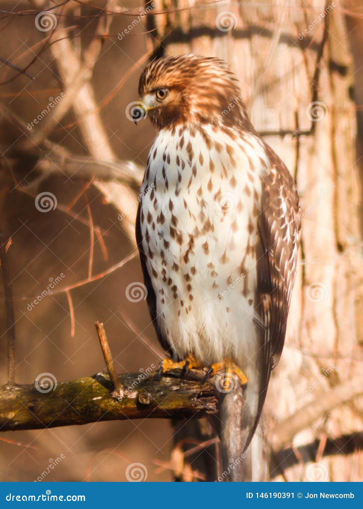 Red Shouldered Hawk Perched in a Tree Along a Trail. Stock Image ...