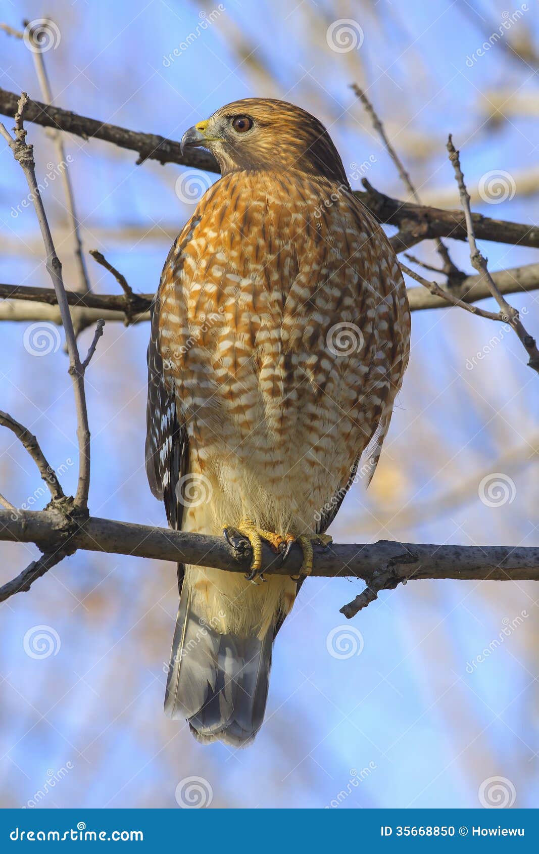 Red-shouldered Hawk stock photo. Image of talon, prey - 35668850