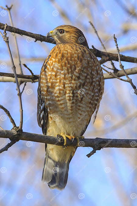 Red-shouldered Hawk stock photo. Image of talon, prey - 35668850