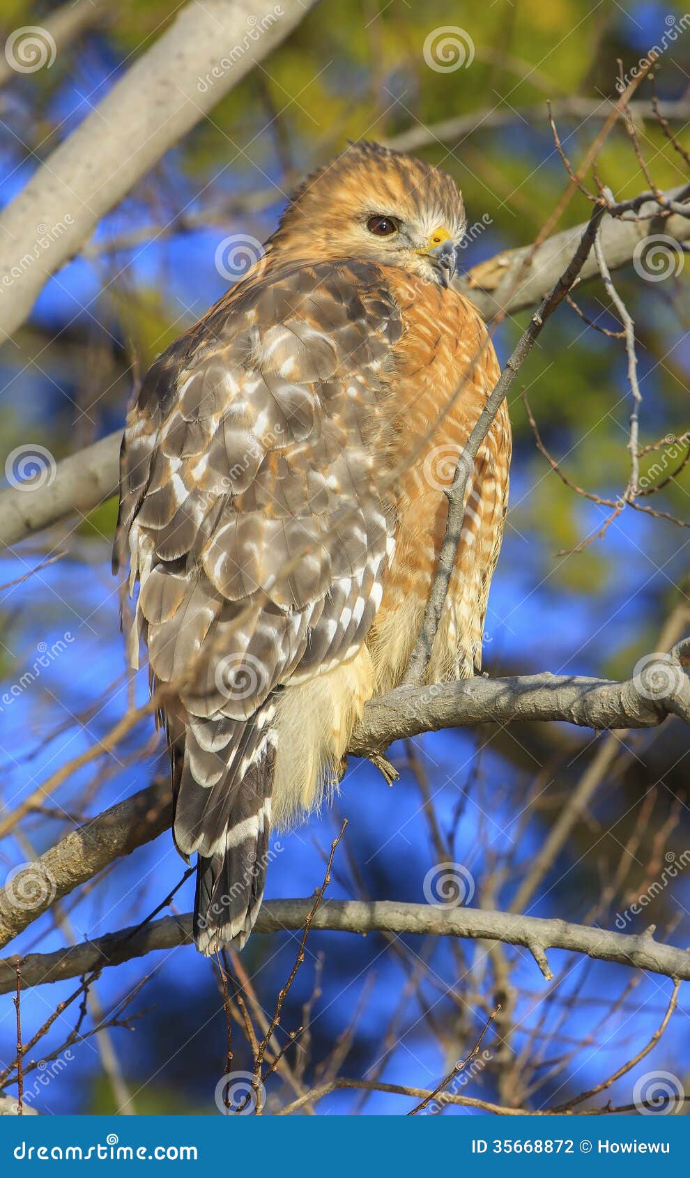 Red-shouldered Hawk stock photo. Image of prey, predator - 35668872