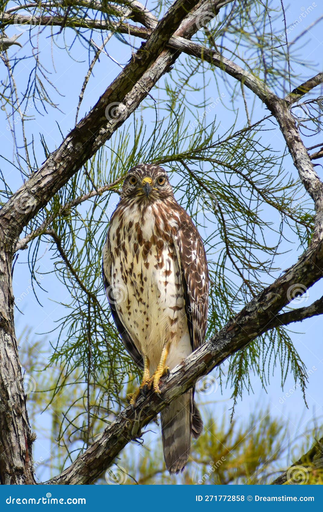 Red Shouldered Hawk Perched in a Tree Stock Photo - Image of florida ...