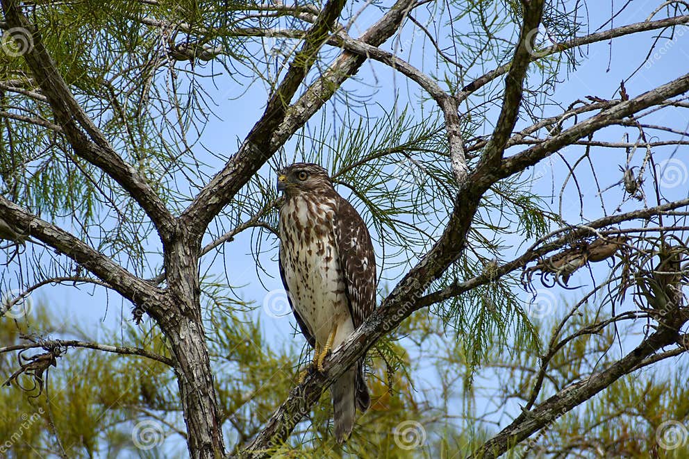 Red Shouldered Hawk Perched in a Tree Stock Image - Image of feather ...