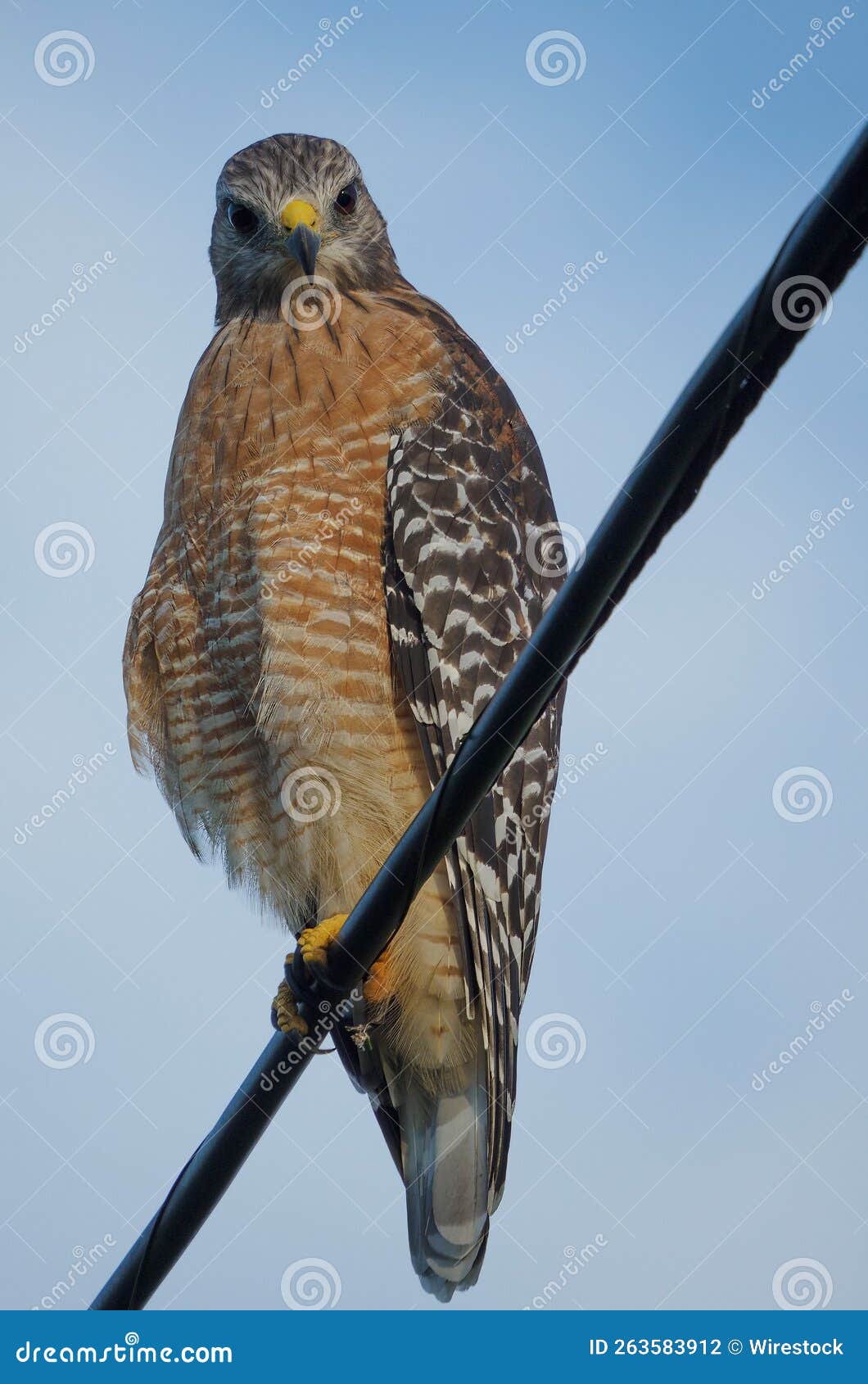 Red-shouldered Hawk Perching on a Telephone Wire, Vertical Shot Stock ...