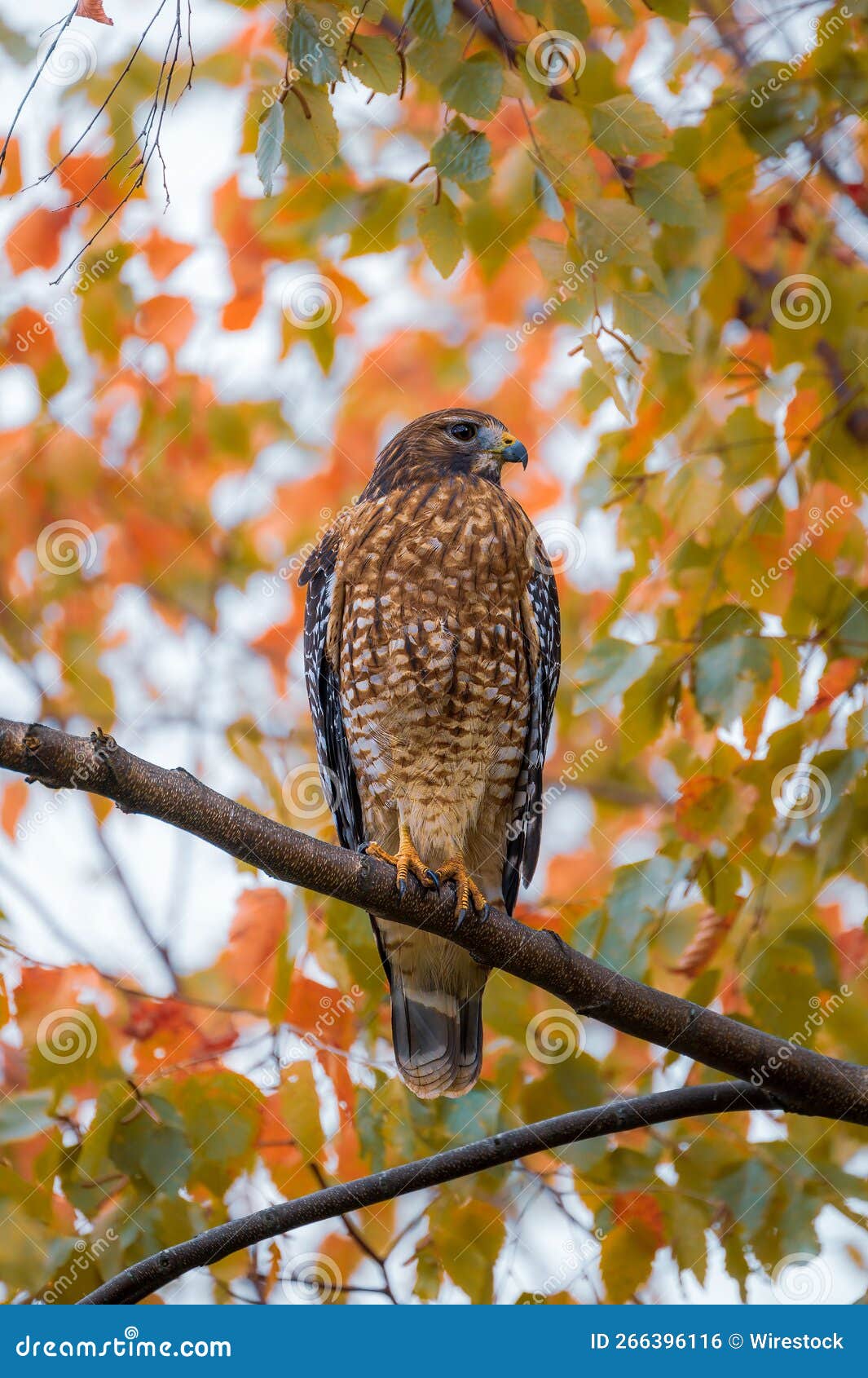 Red Shouldered Hawk Perching on Tree Branch Stock Photo - Image of ...