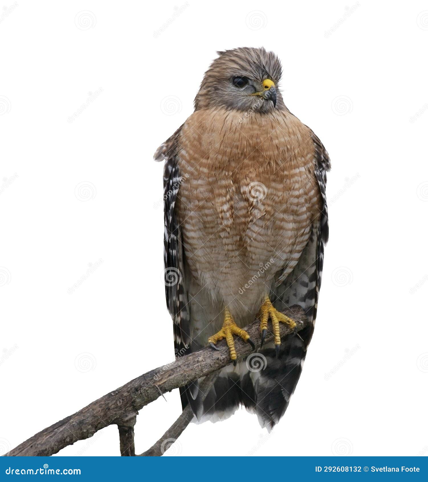 Red-Shouldered Hawk Perching on a Tree , Isolated on White Stock Photo ...