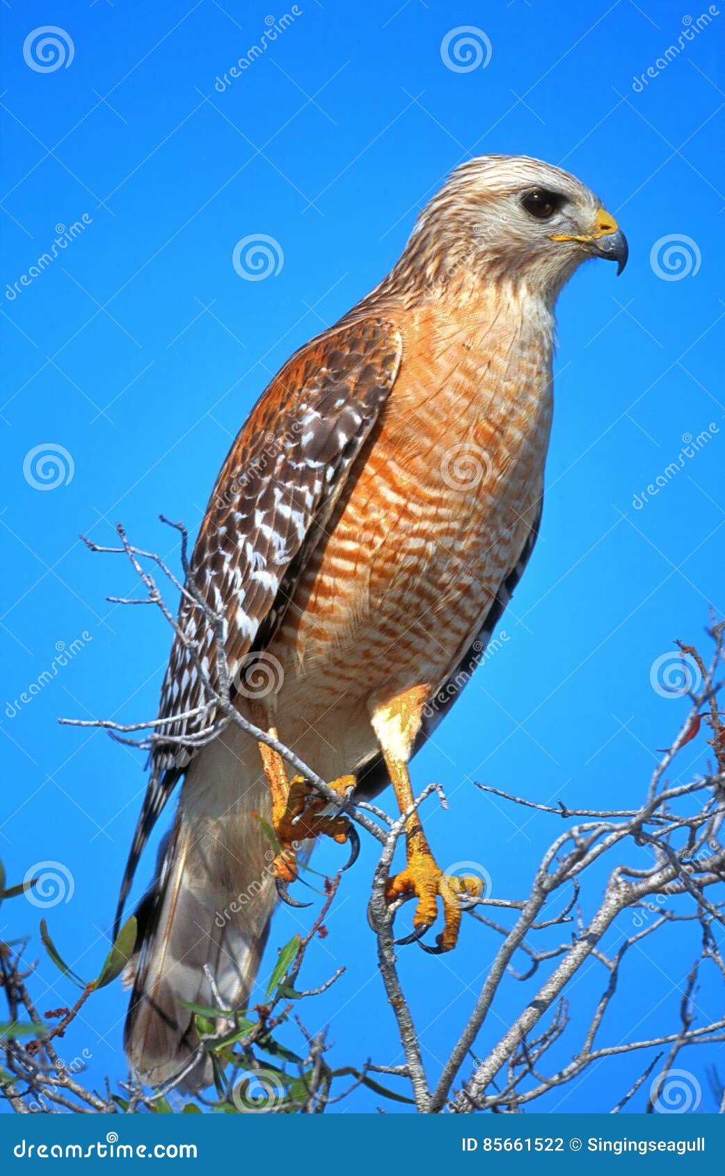 Red Shouldered Hawk Stock Photography | CartoonDealer.com #85661522