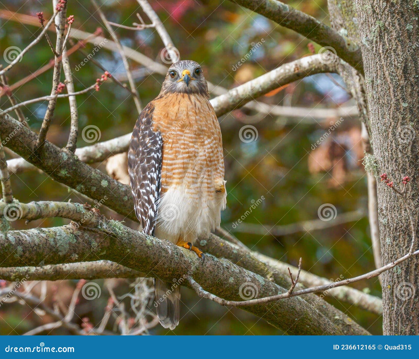 Red Shouldered Hawk Perched on a Branch Stock Image - Image of wildlife ...
