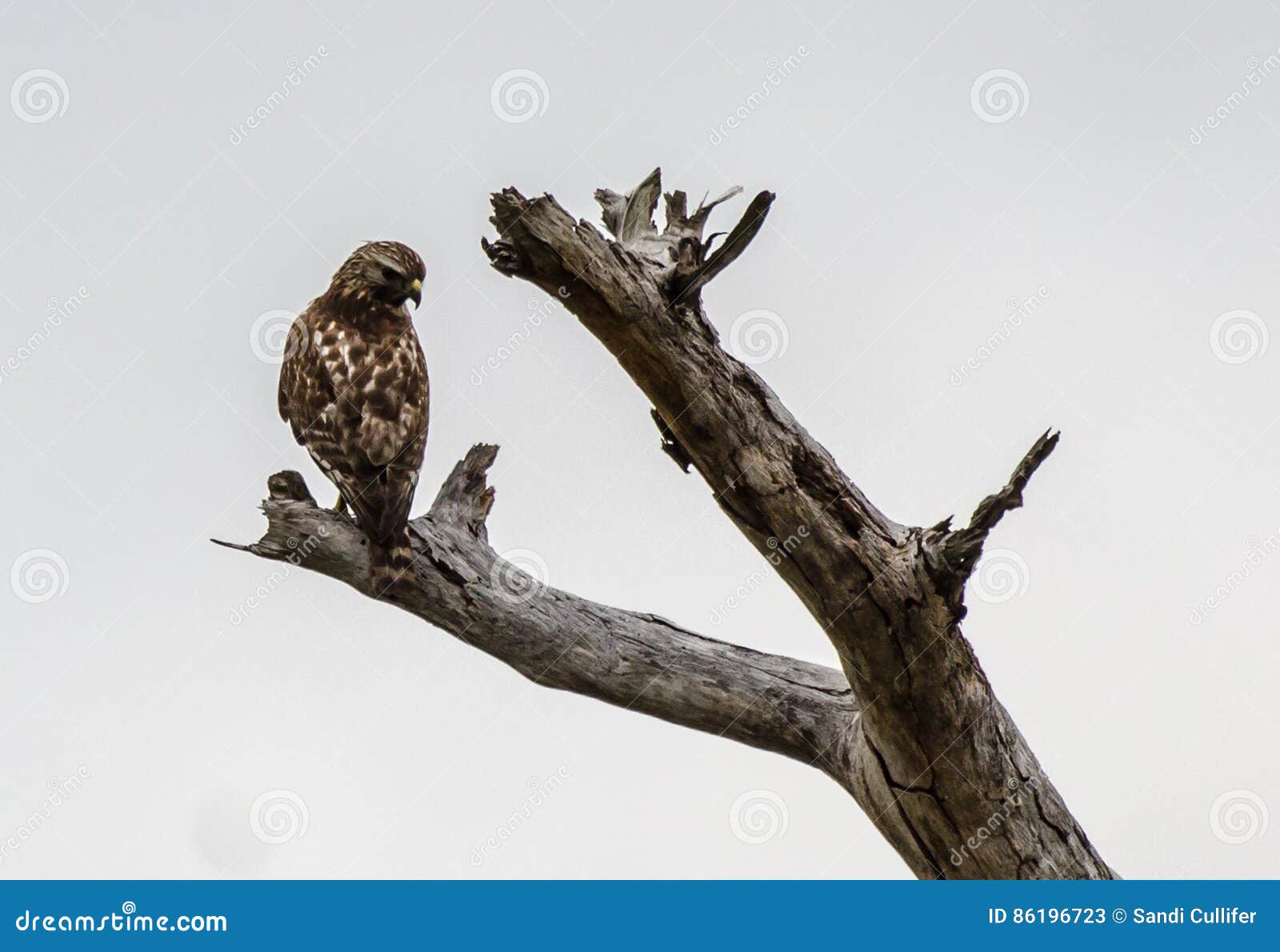 Red Shouldered Hawk Sitting in the Dead Tree Stock Image - Image of ...