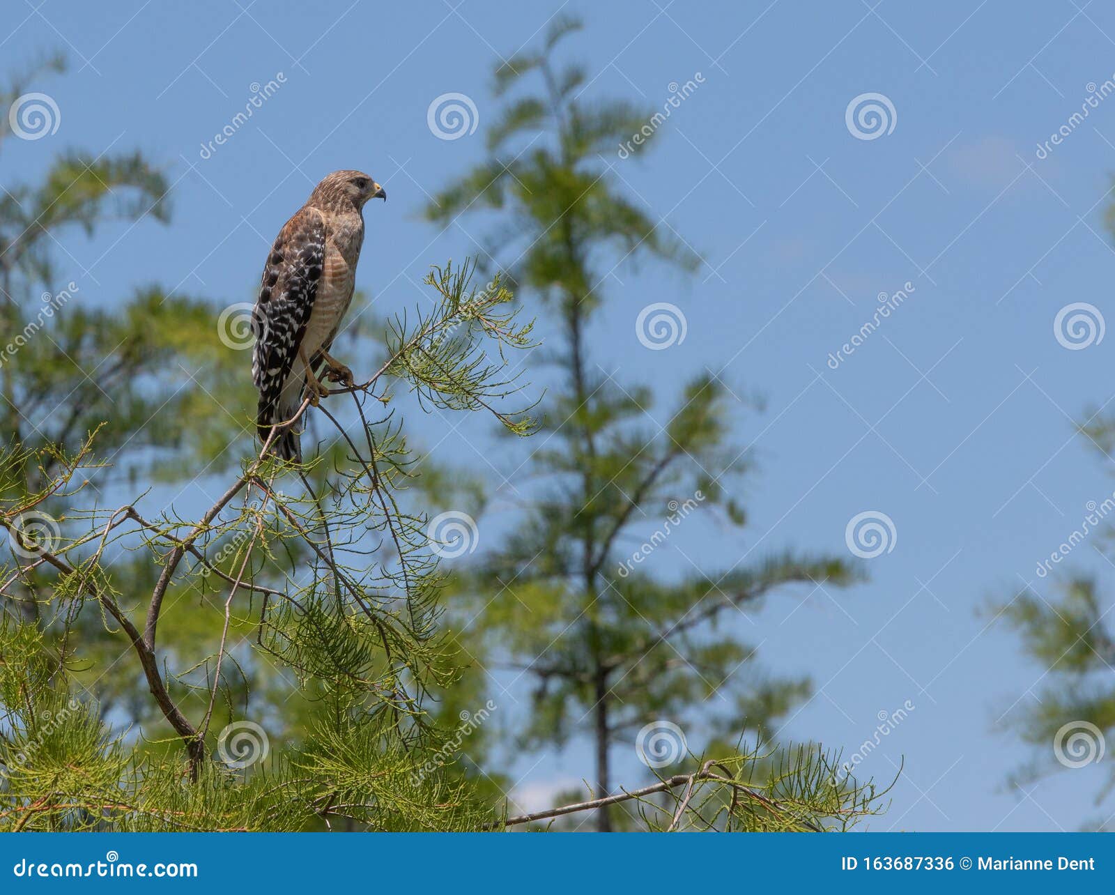 Red Shouldered Hawk Sitting on Top of a Tree Branch Looking To the ...