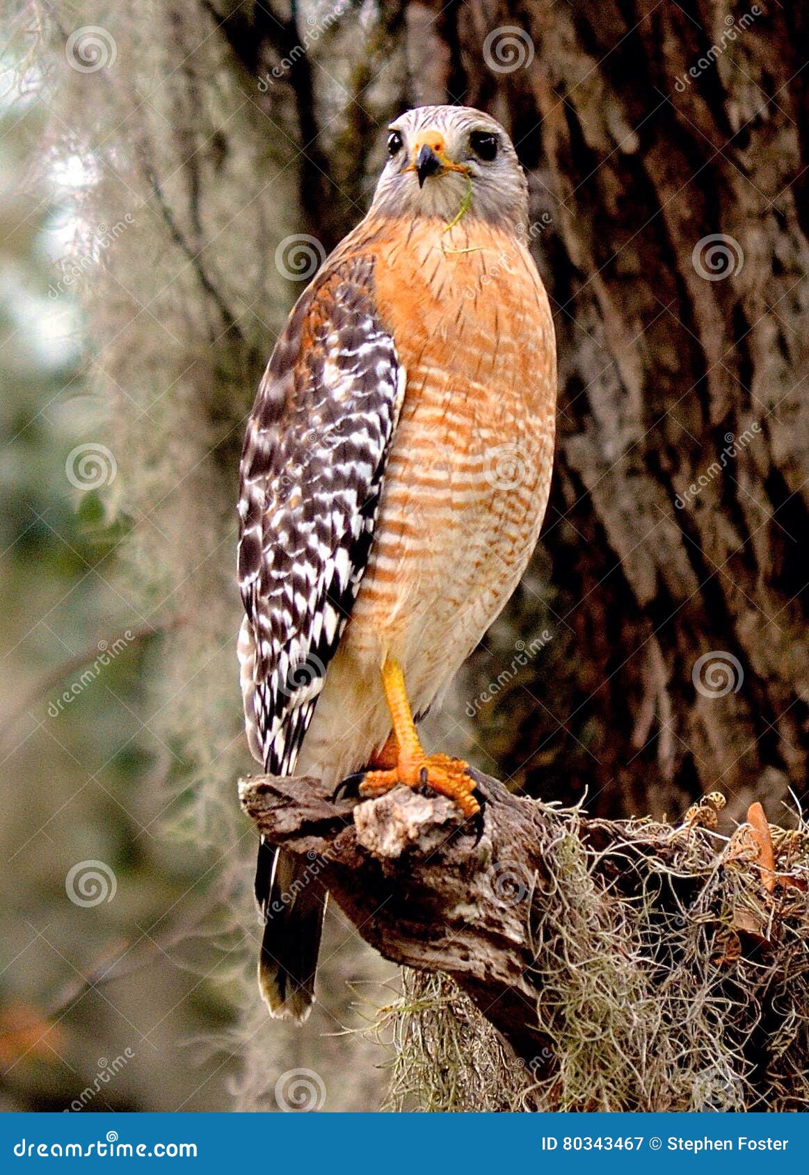 Red Shouldered Hawk stock image. Image of closeup, wildlife - 80343467