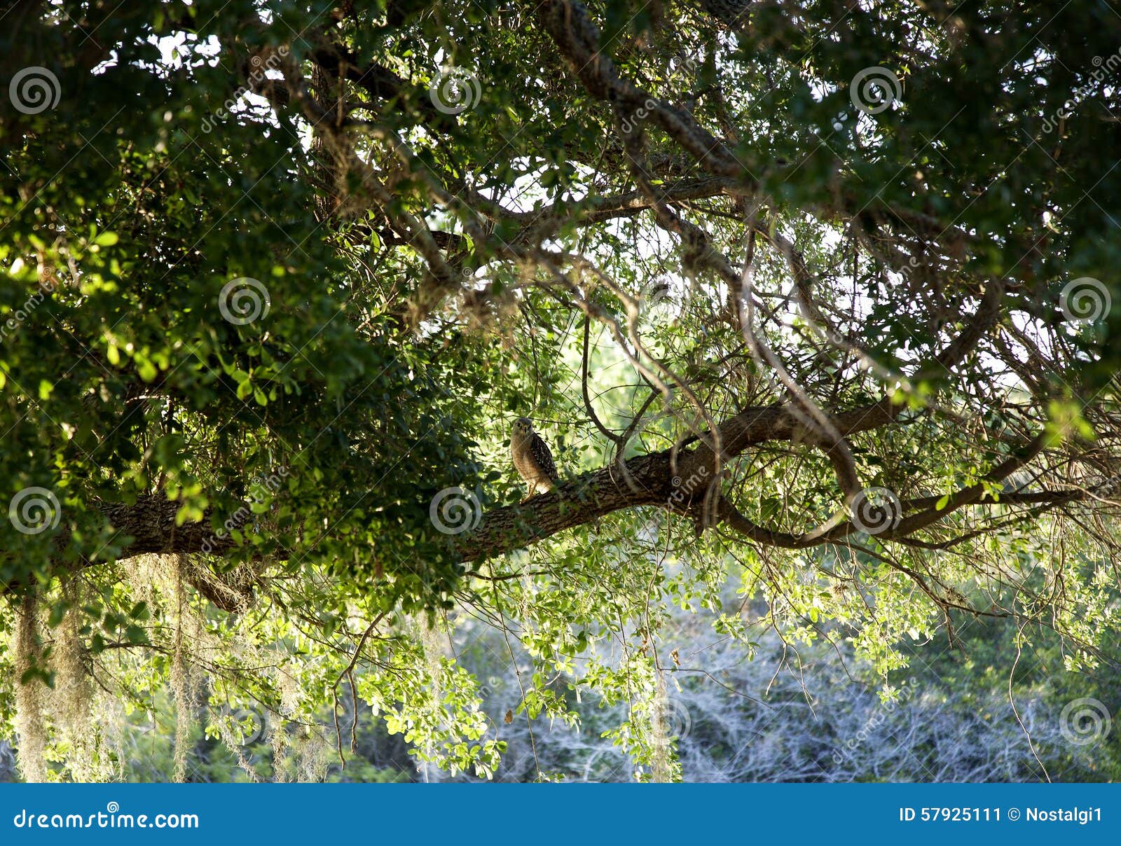Red-shouldered Hawk Sitting on a Tree Branch in the Forest. Usa Stock ...