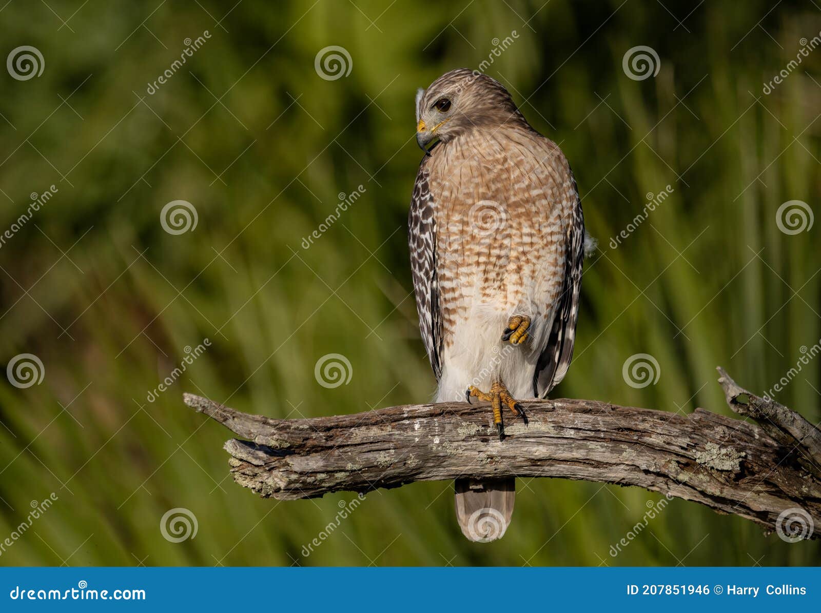 A Red-shouldered Hawk in Florida Stock Photo - Image of jasper, flying ...