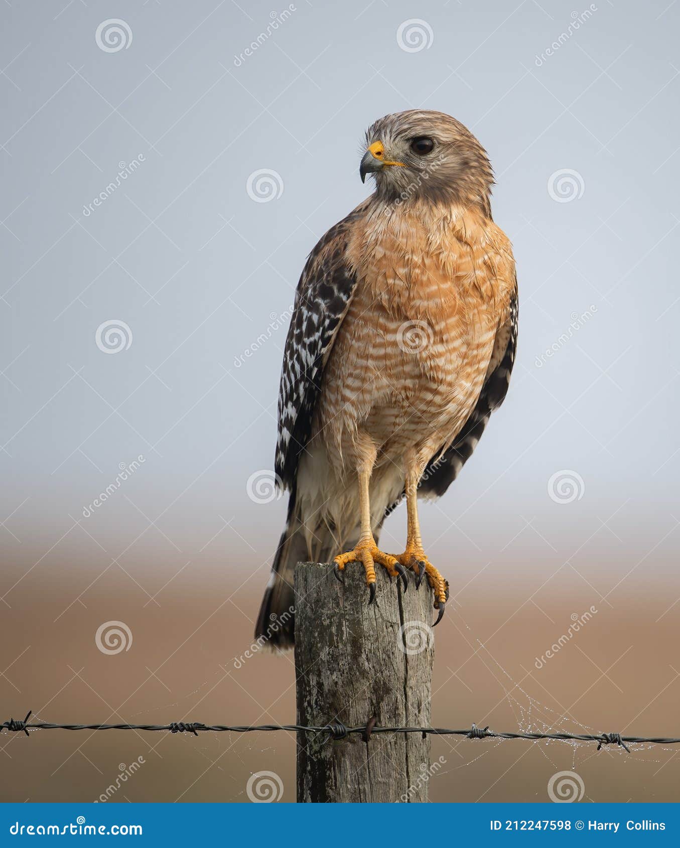 A Red-shouldered Hawk in Florida Stock Photo - Image of isle, athabasca ...