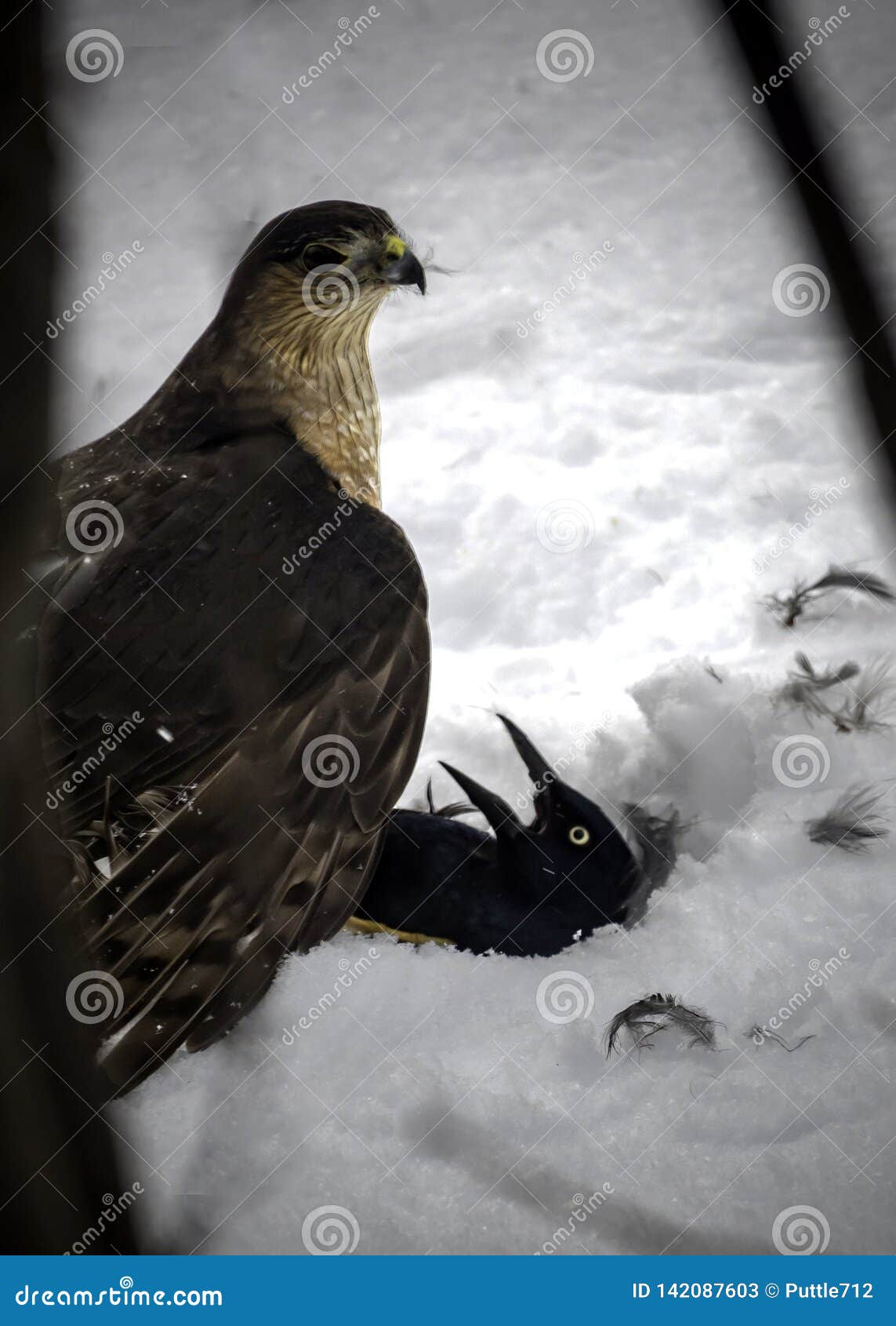 Caught! Hawk and Prey stock image. Image of animal, predator - 142087603