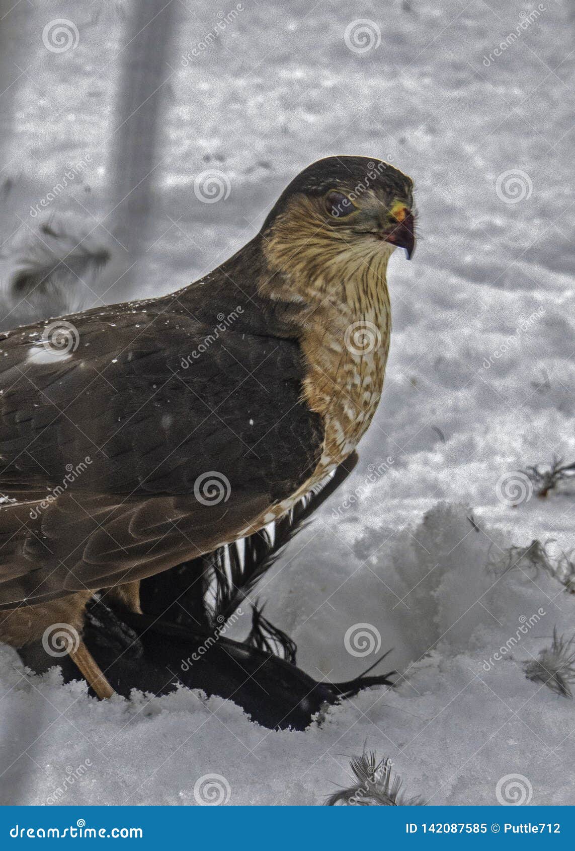 Hawk Standing Guard Over Prey Stock Image - Image of raptor, wildlife ...