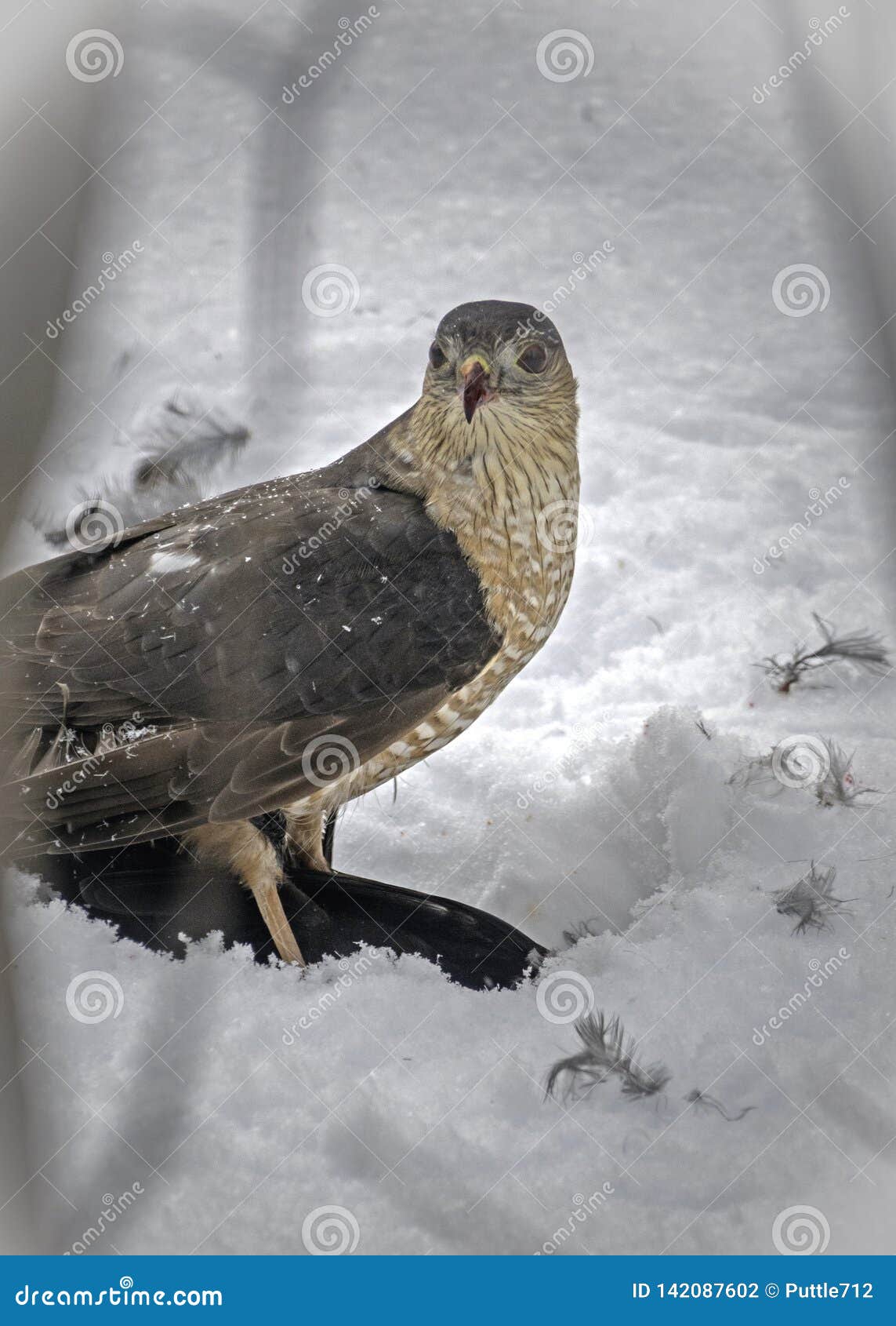 Red-Shoudered Hawk Guarding His Prey Stock Photo - Image of hawk ...