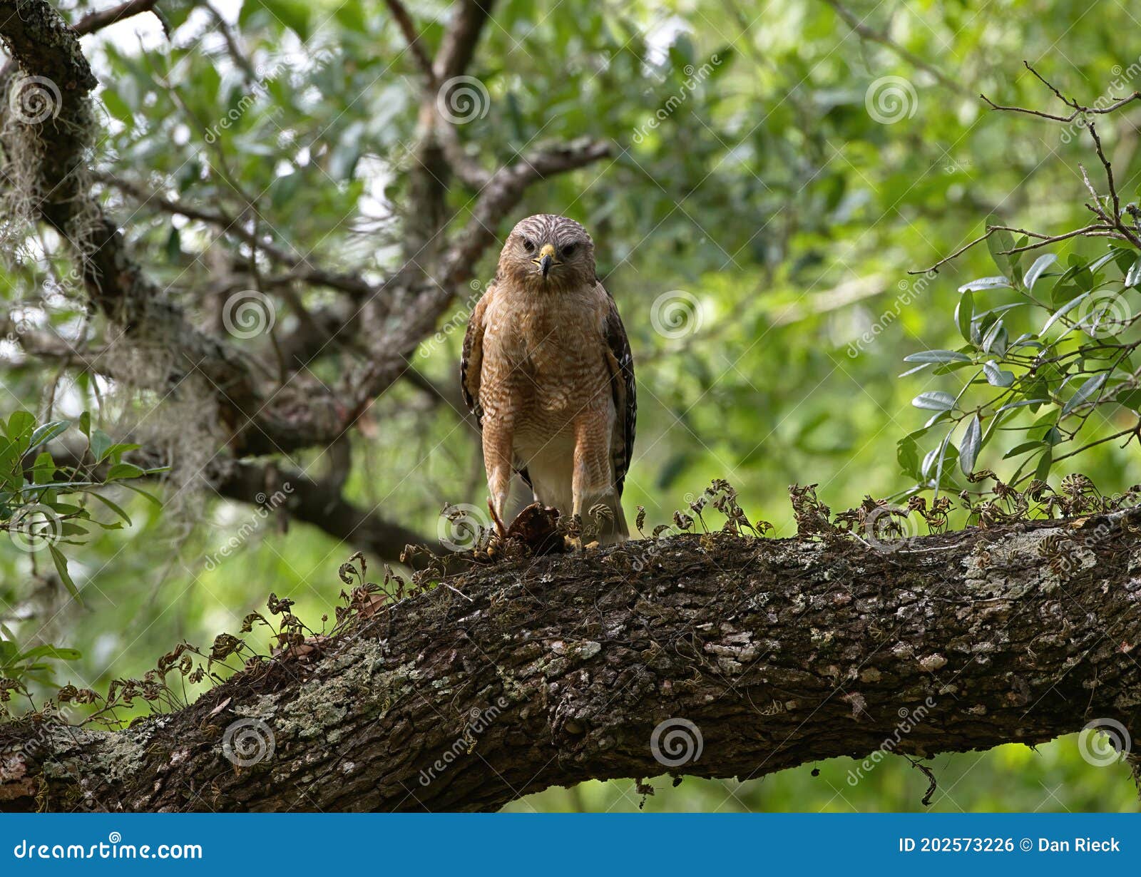 Red Shouldered Hawk Staring from a Live Oak Tree Stock Photo - Image of ...