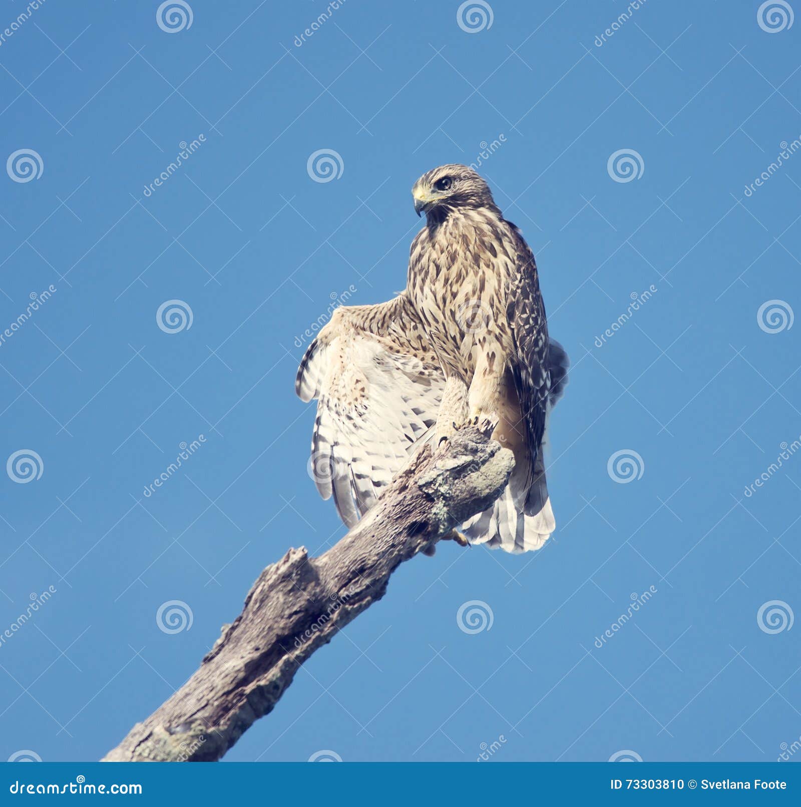 Red Shouldered Hawk stock photo. Image of feather, predator - 73303810