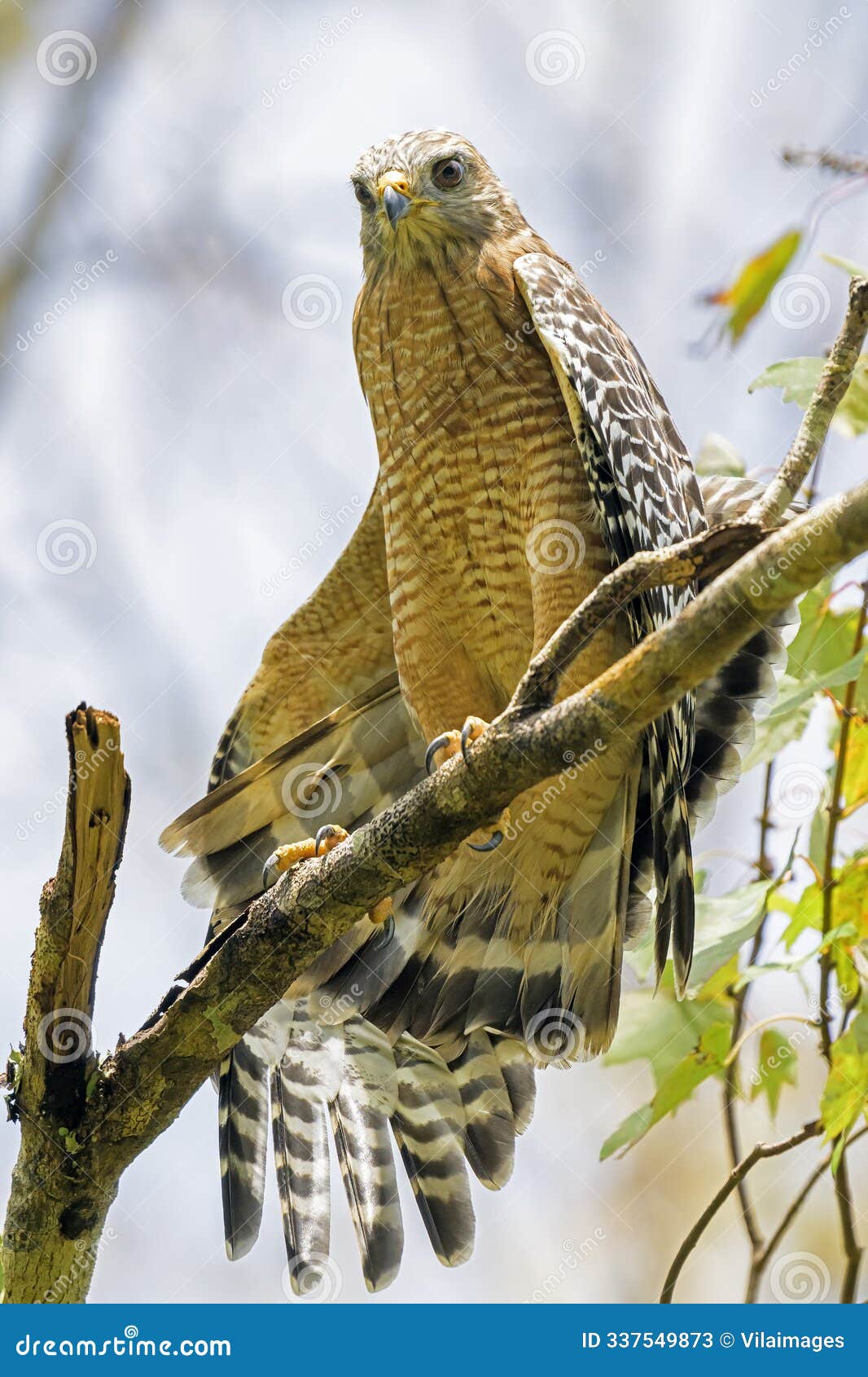 Red Shouldered Hawk Sitting In Tangle Of Trees In Walton County ...