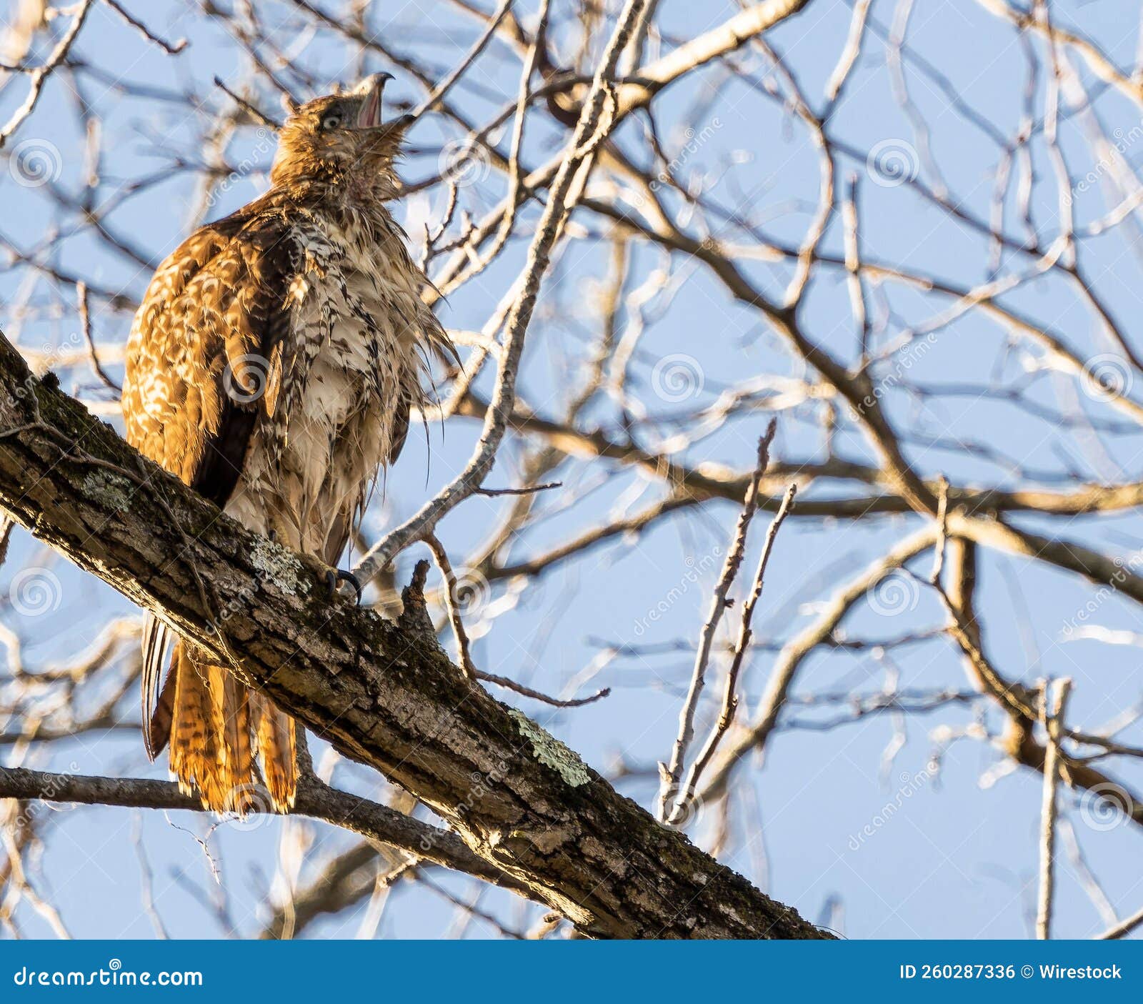 Red Shouldered Hawk at Sunrise Stock Photo - Image of feathers, prey ...