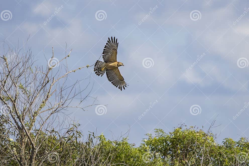 Red-shouldered Hawk Taking Flight from a Tree Stock Image - Image of ...