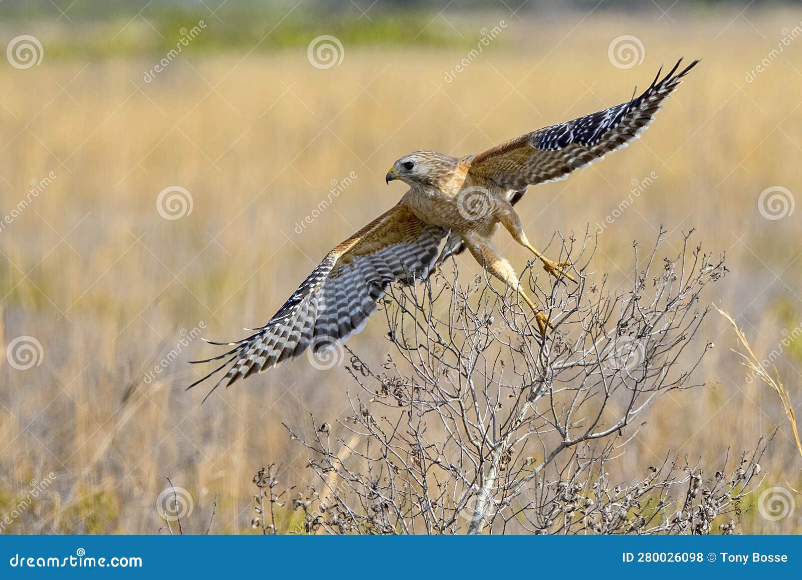 Red-Shouldered Hawk Taking Flight in a Dry Prairie Stock Photo - Image ...