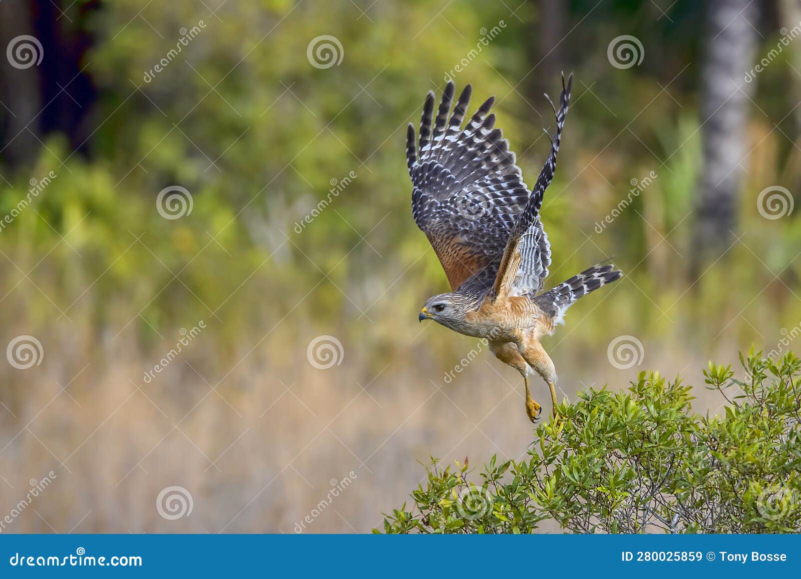 Red-Shouldered Hawk Taking Flight from a Shrub Stock Image - Image of ...