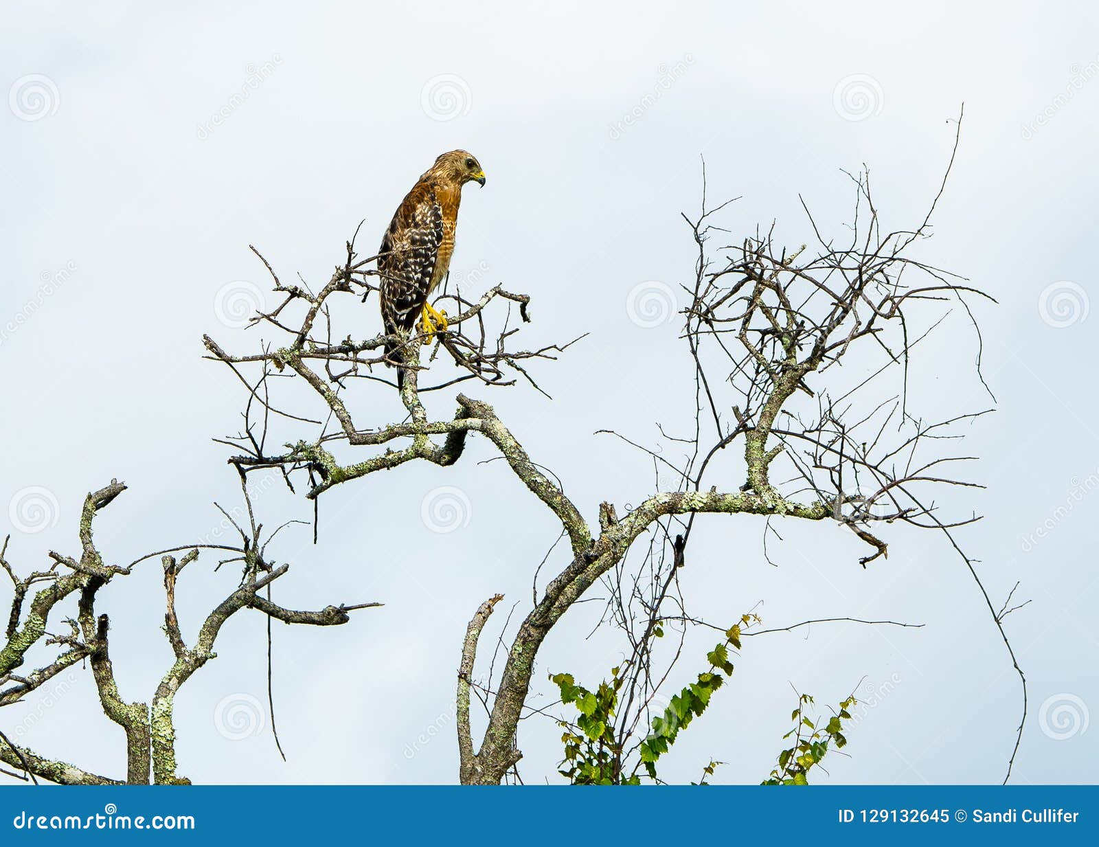Red Shouldered Hawk Thinking in the Dead Tree Stock Image - Image of ...