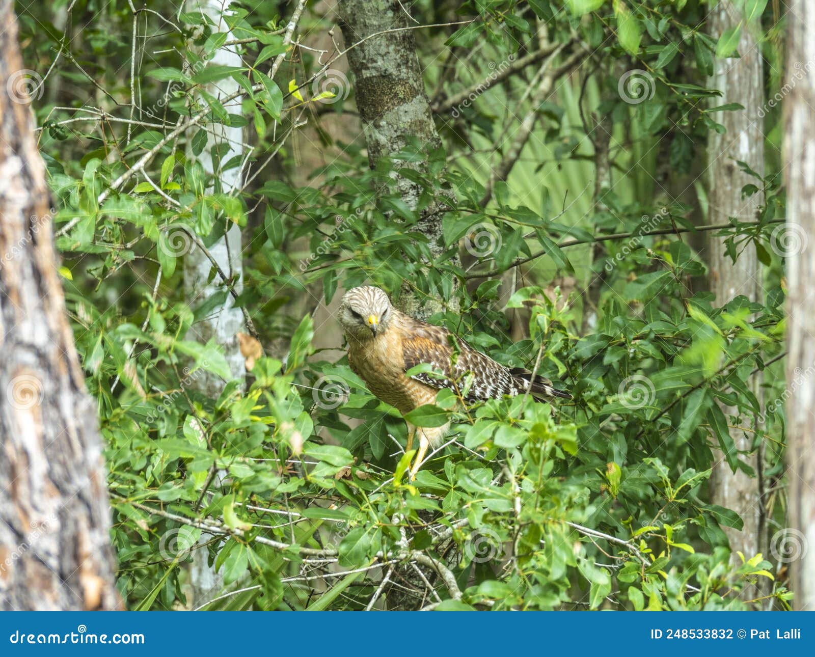 Red Shouldered Hawk in a Tree 2 Stock Photo - Image of hawk, prey ...