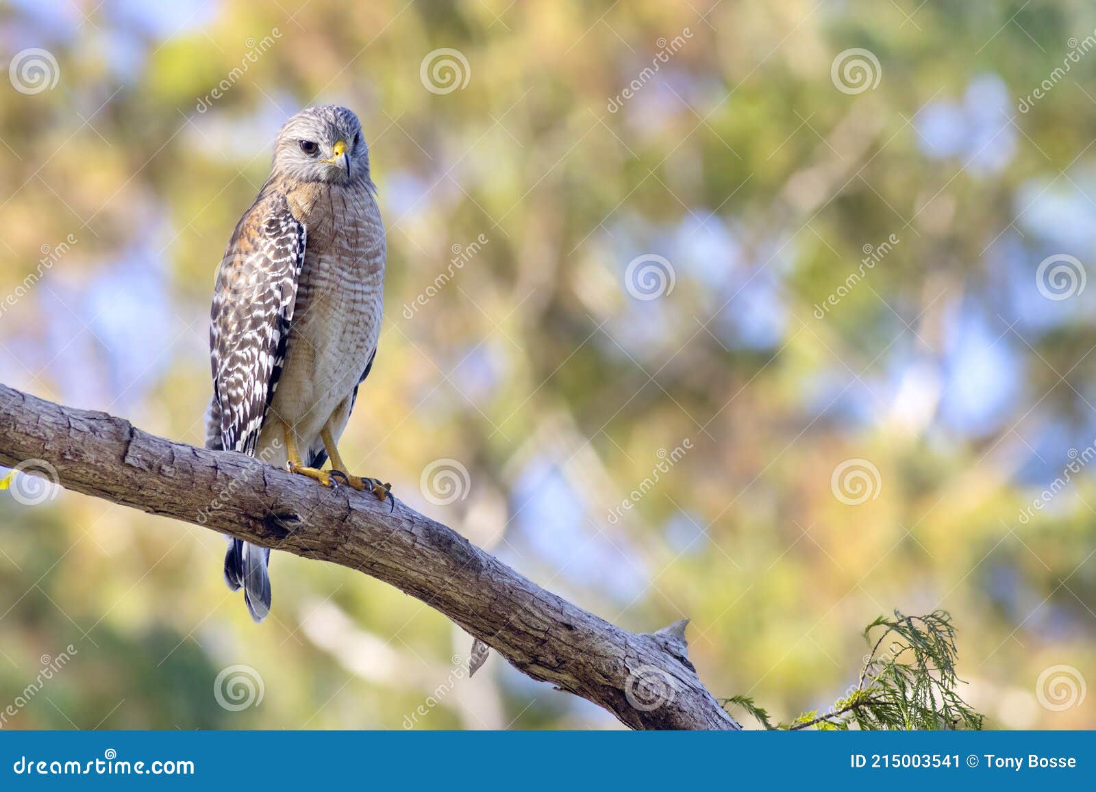 Red-Shouldered Hawk Up in a Tree, Looking Down Stock Image - Image of ...