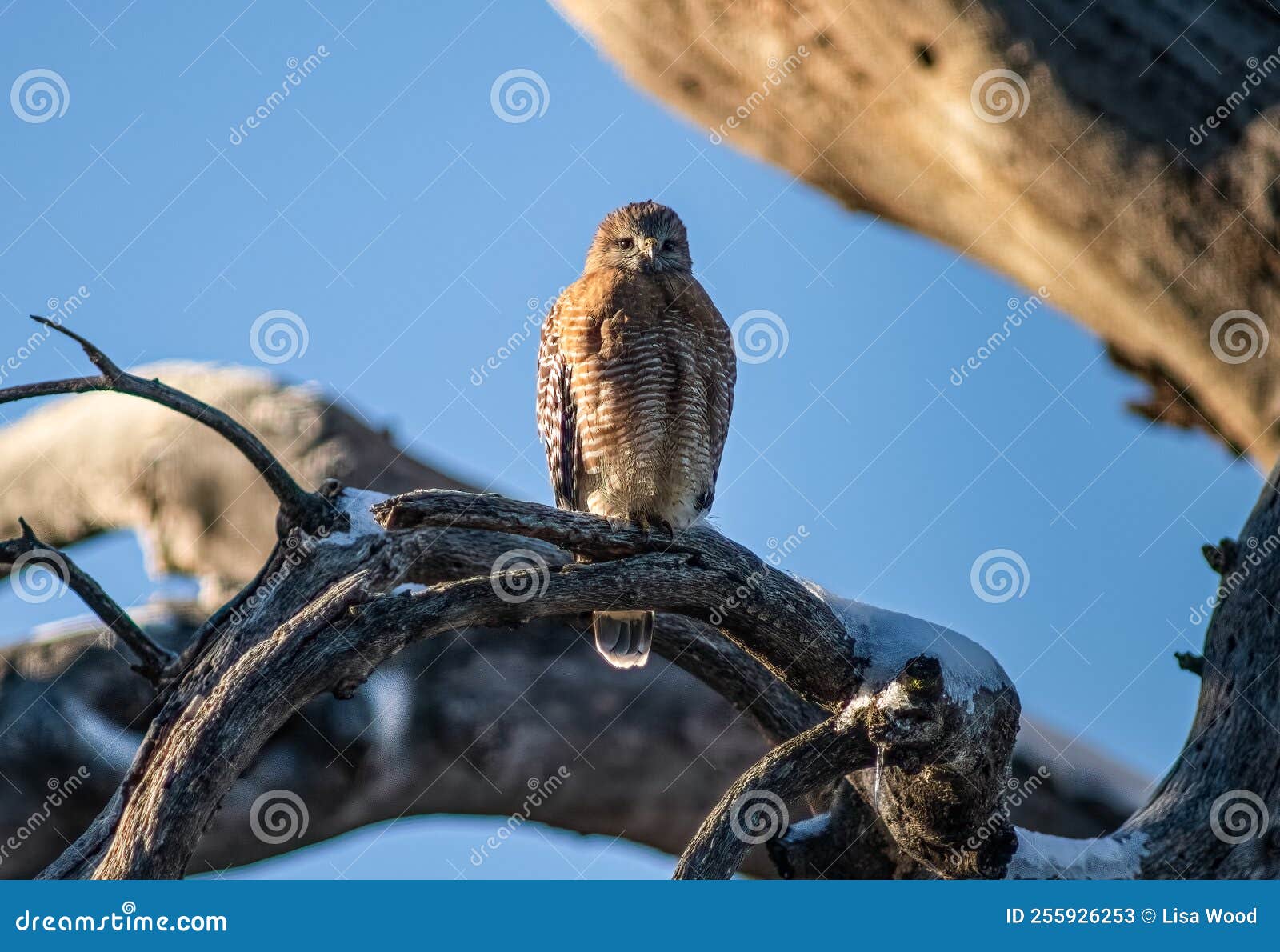 Red Shouldered Hawk Warming in the Sun Stock Image - Image of branch ...