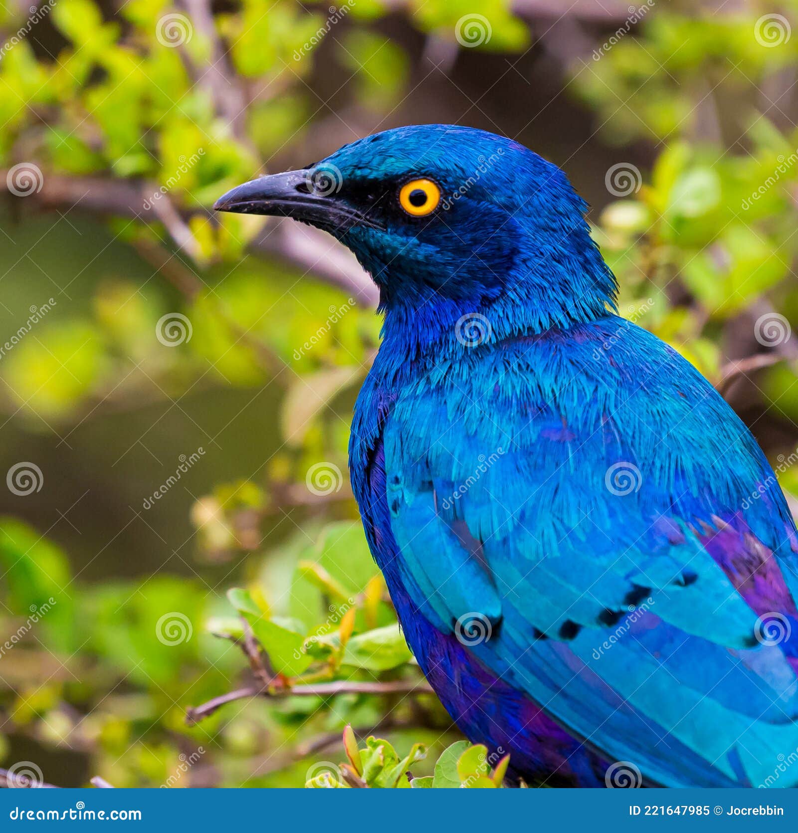Red-shouldered Starling in Glorious Blue Color Sits on Branch in Kenya ...