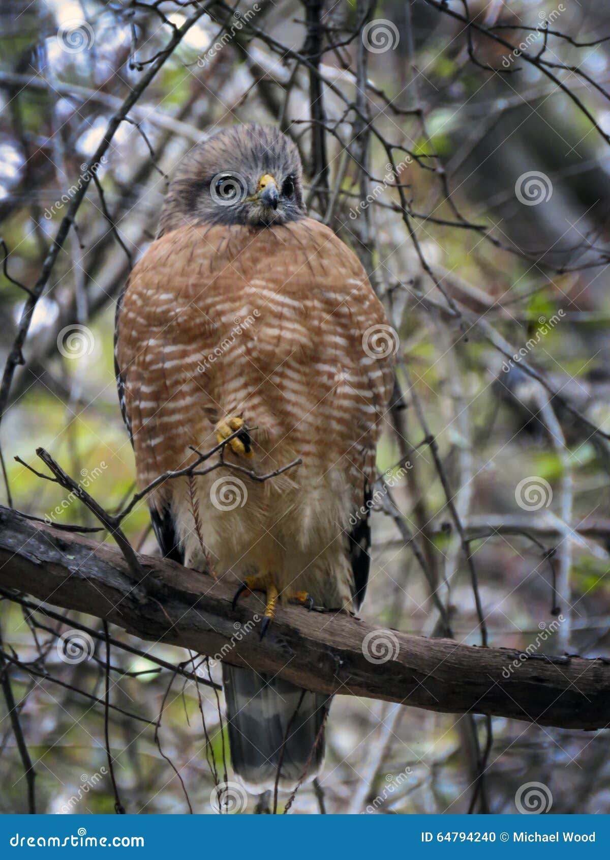 Red-shoulders Hawk Front View Stock Photo - Image of bird, fanning ...