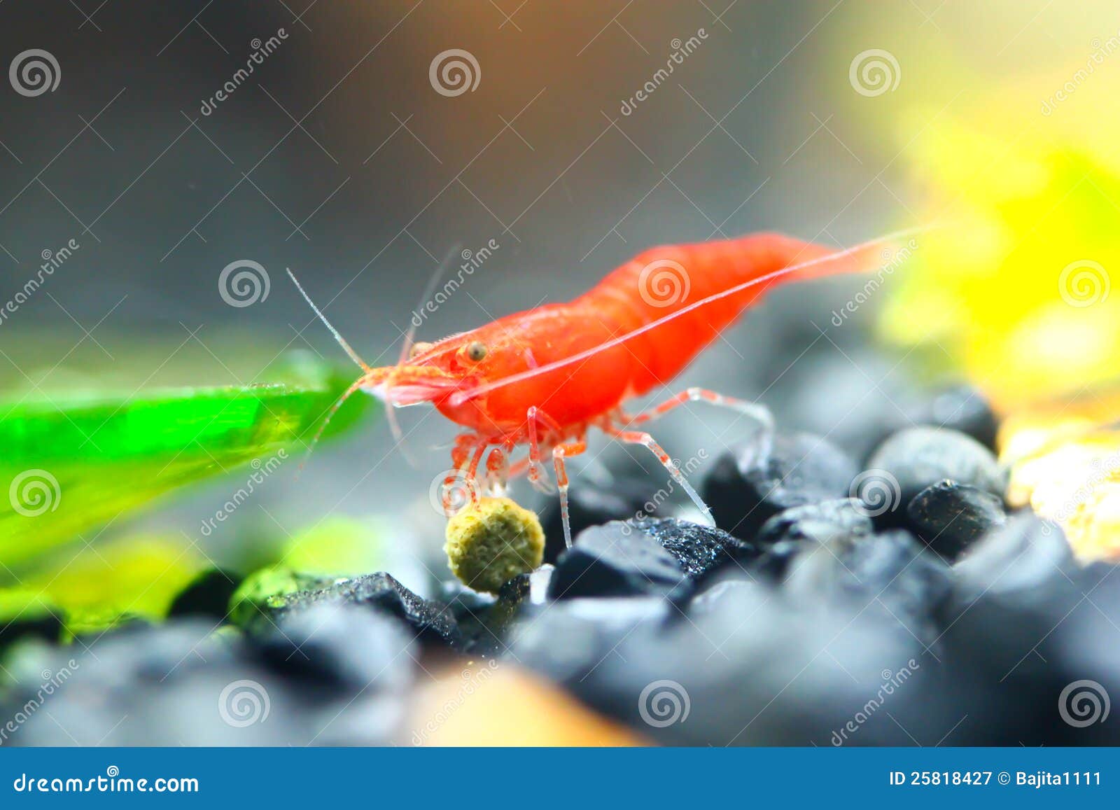 Red shrimp stock image. Image of spotted, biology, food - 25818427